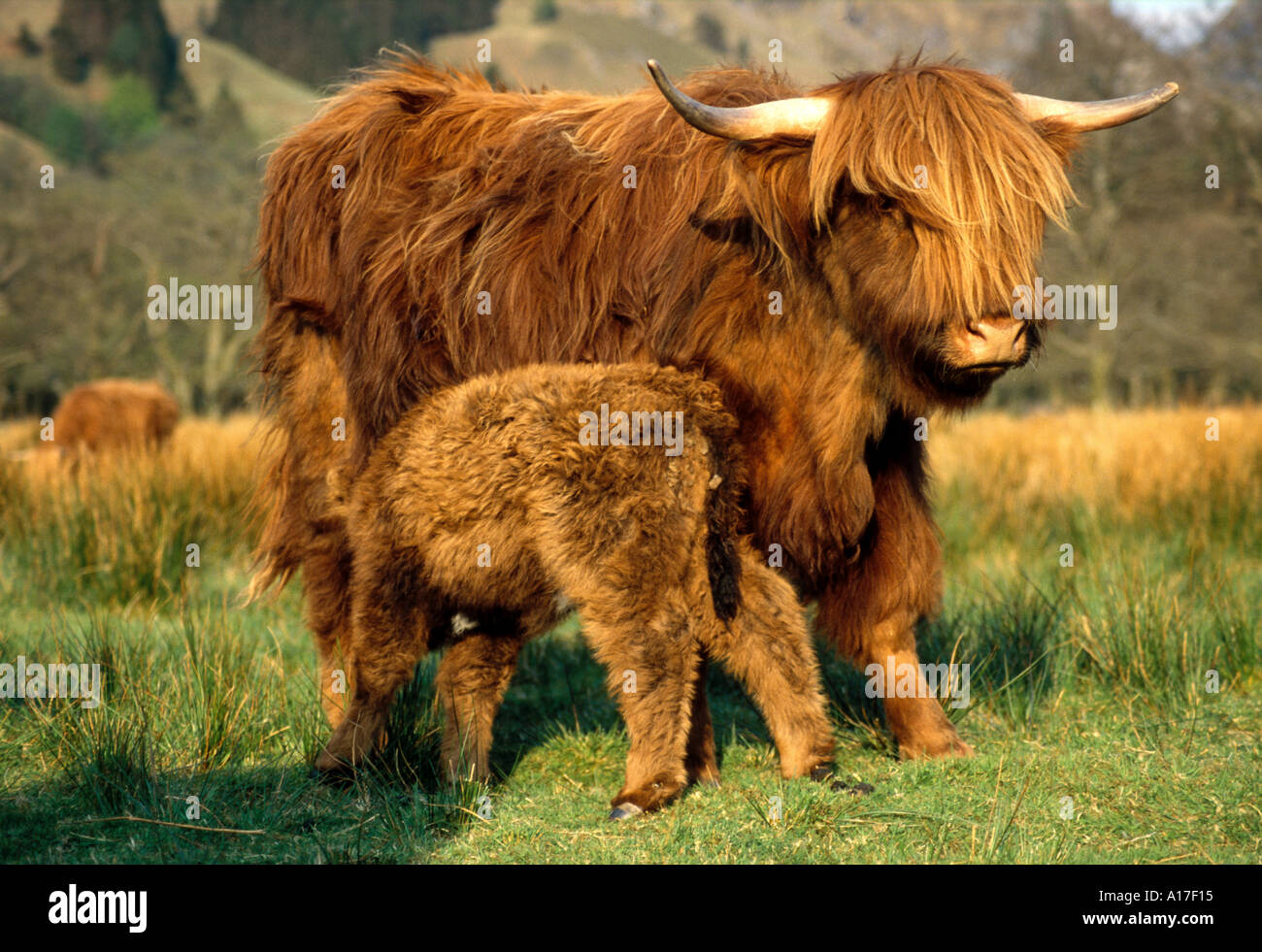 Highland cow with calf in the highlands of Scotland Stock Photo - Alamy