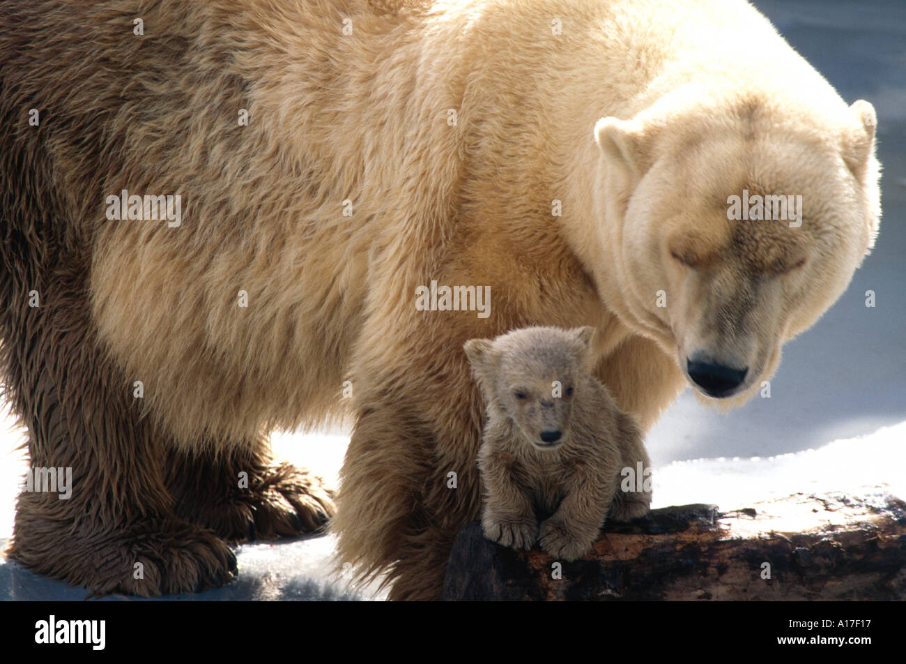 Polar bear with cub Stock Photo - Alamy