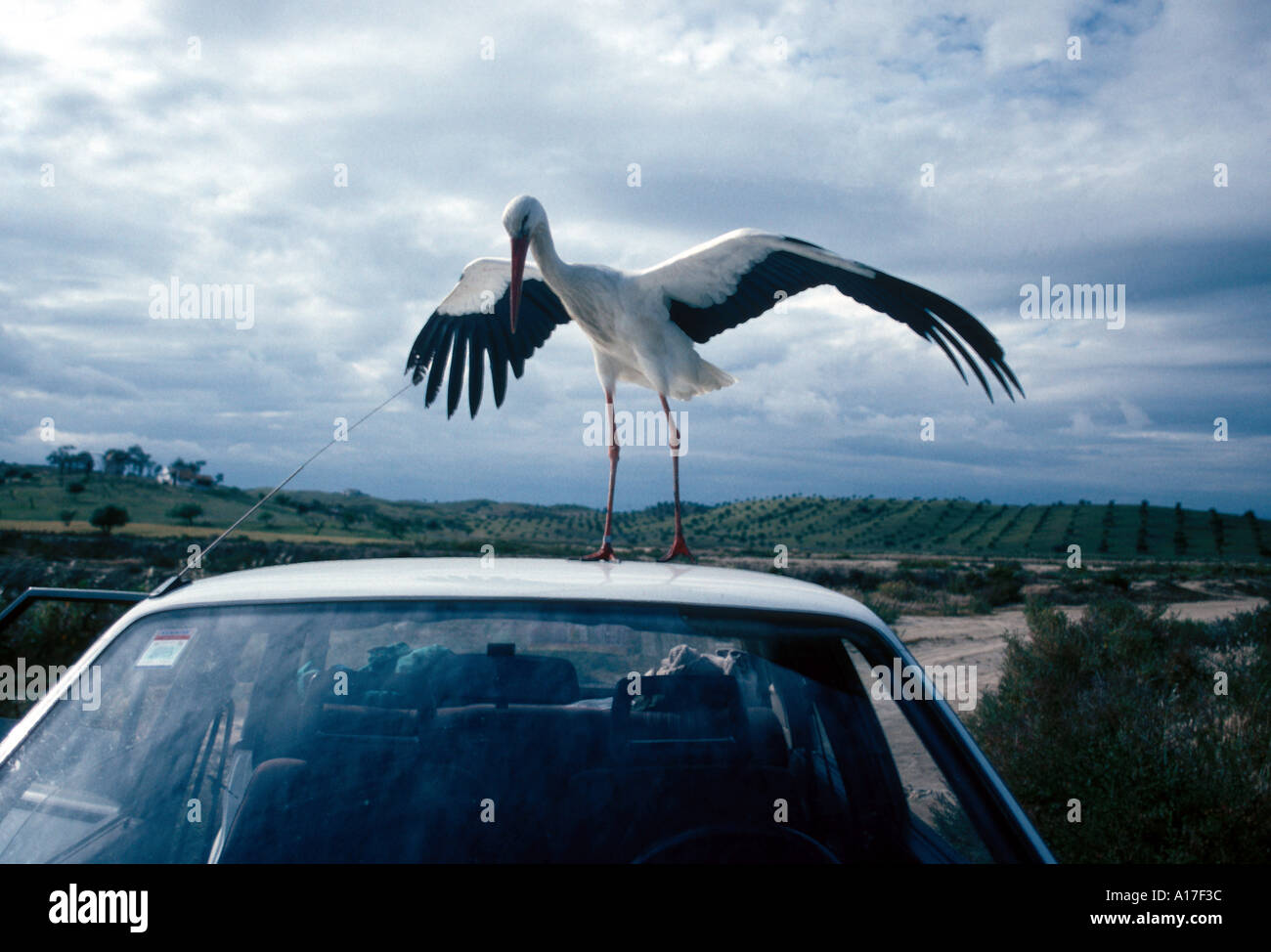 White stork on car in hi-res stock photography and images - Alamy