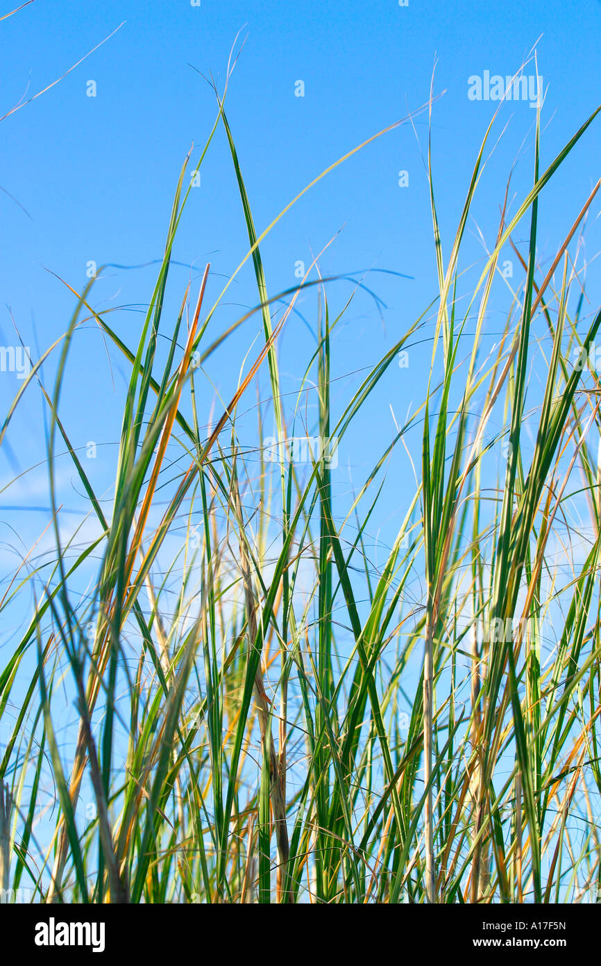 Peat free plants hi-res stock photography and images - Alamy