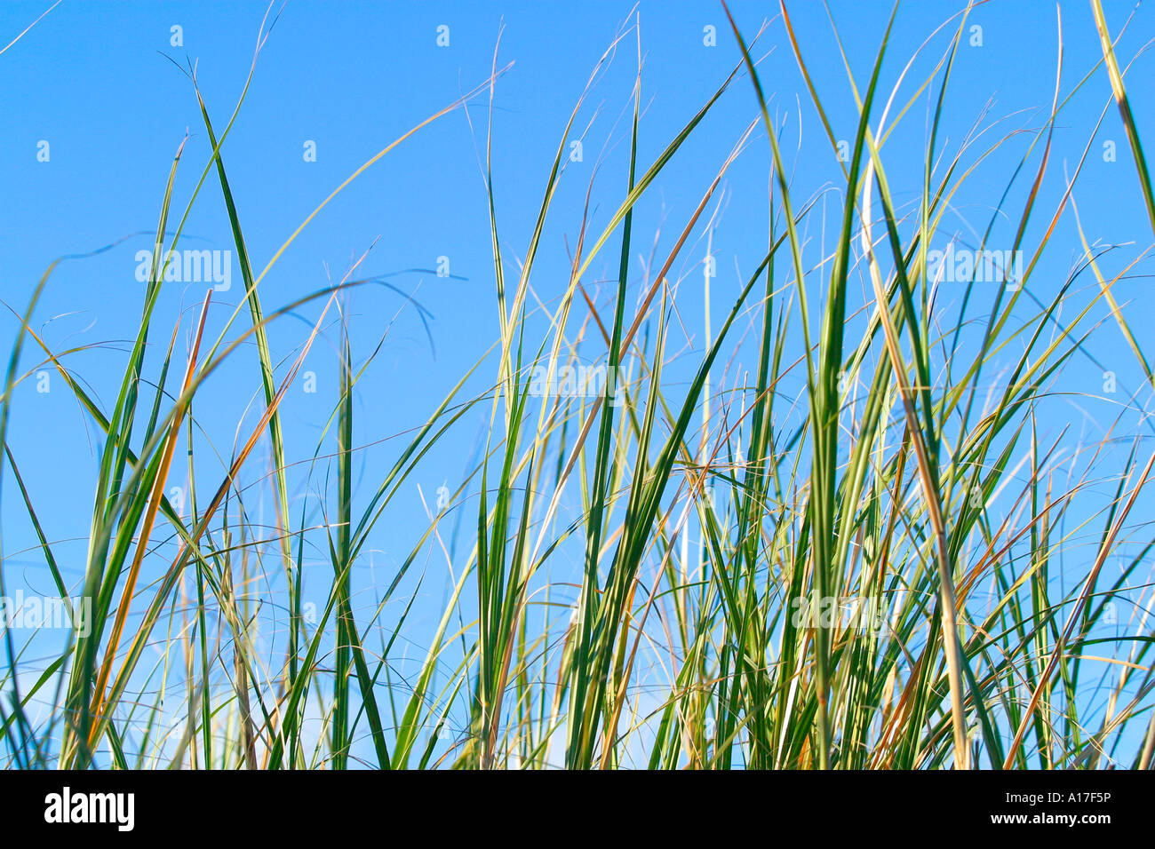 Renew green grass blue sky hi-res stock photography and images - Alamy
