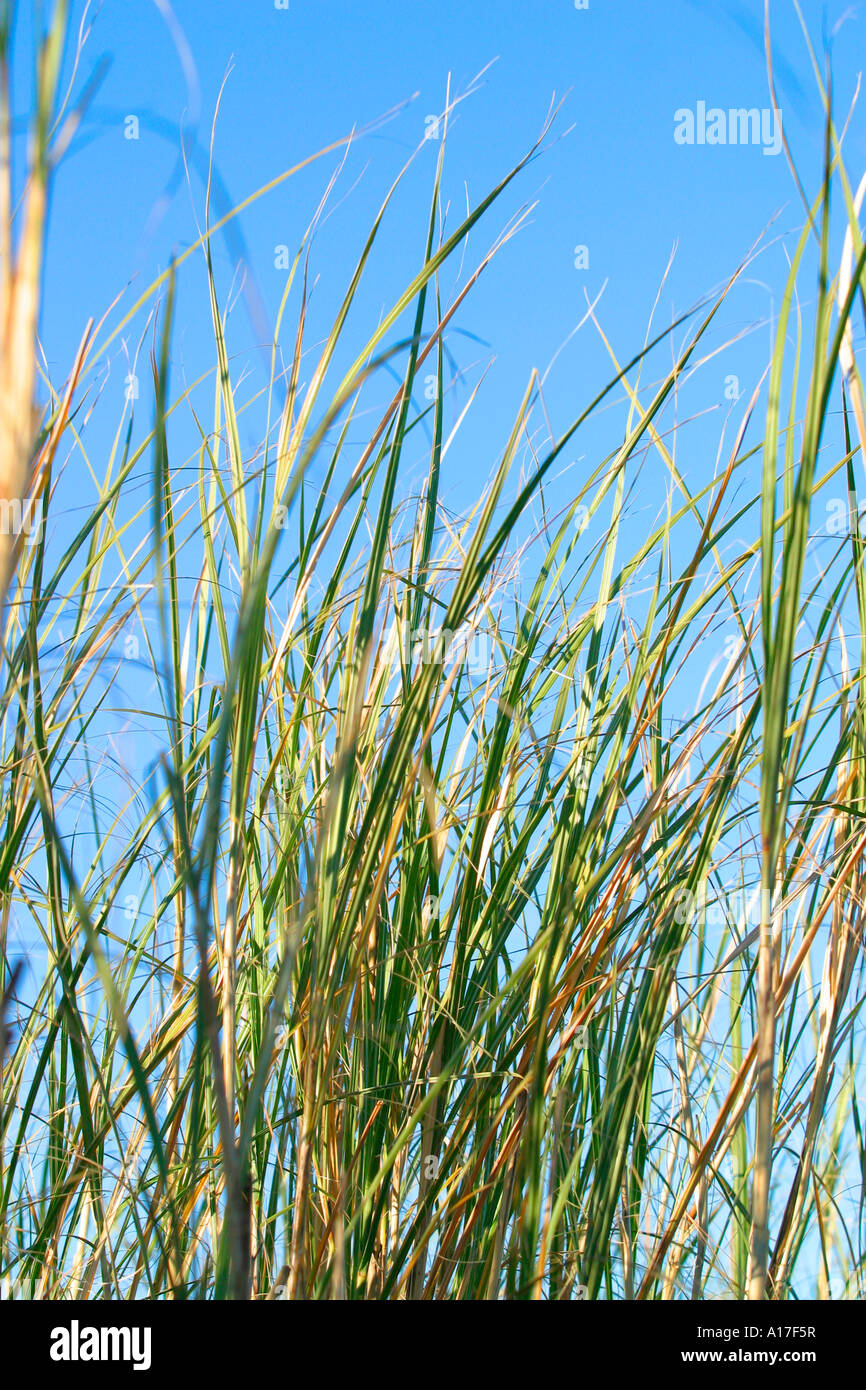 Renew green grass blue sky hi-res stock photography and images - Alamy