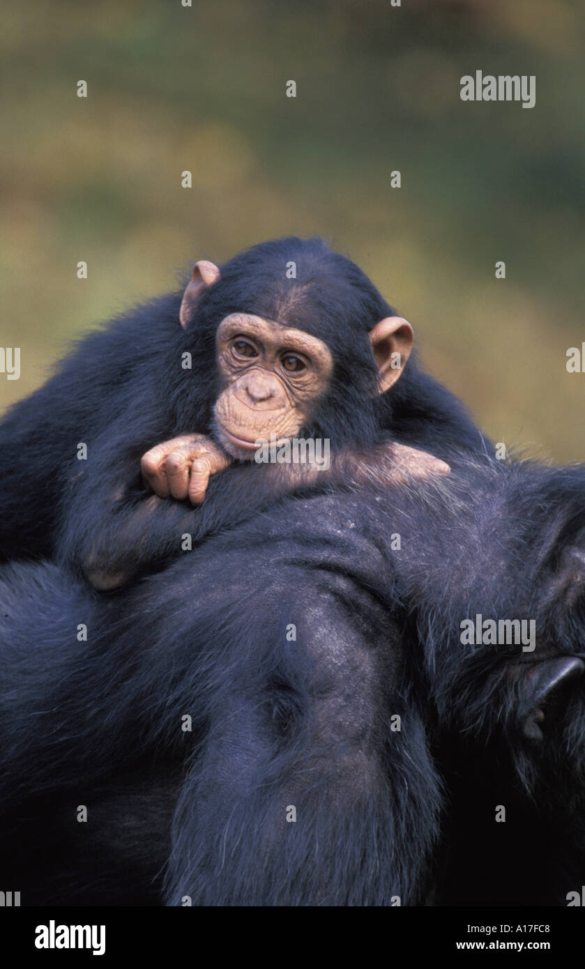 Chimpanzee baby on back hi-res stock photography and images - Alamy
