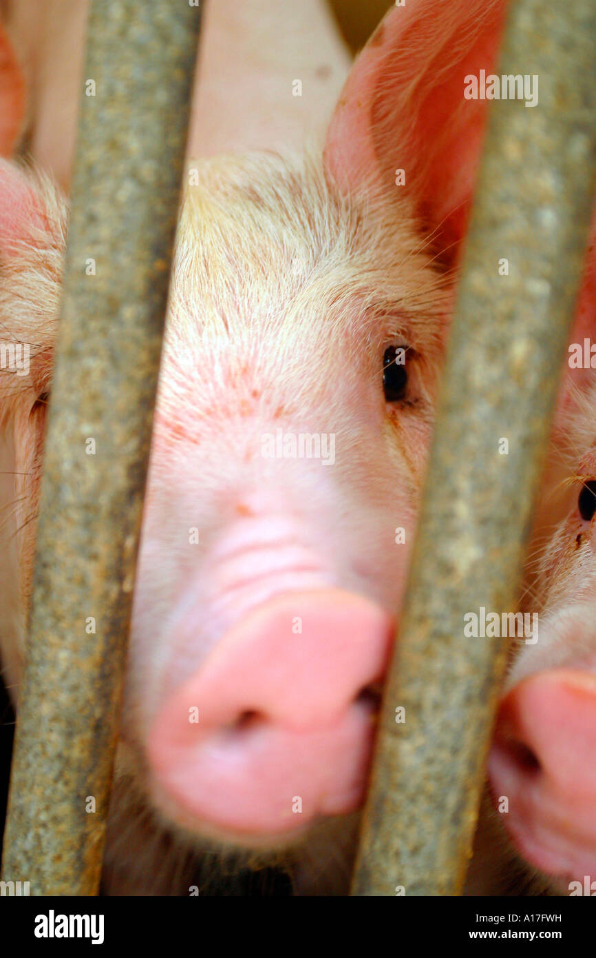 Pigs in a cage with their noses pointing towards the camera Stock Photo ...