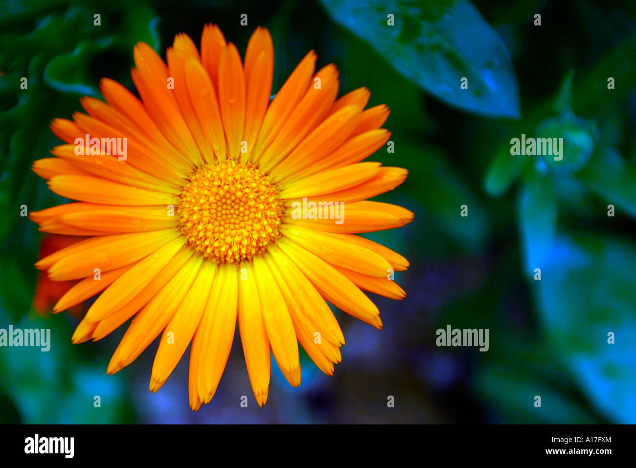 A Daisy, bright blossoming flower Stock Photo - Alamy