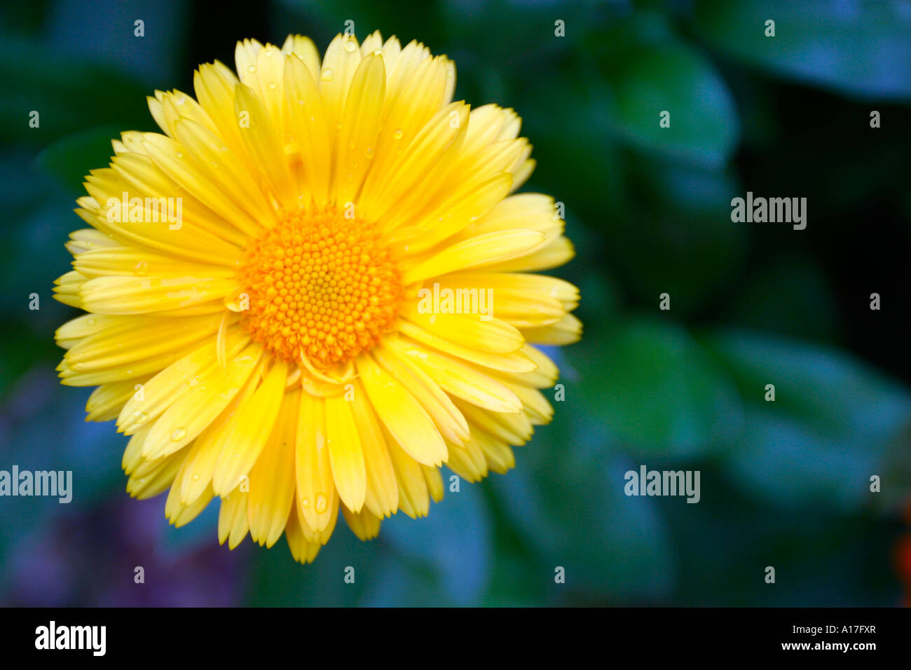 A Daisy, bright blossoming flower Stock Photo - Alamy