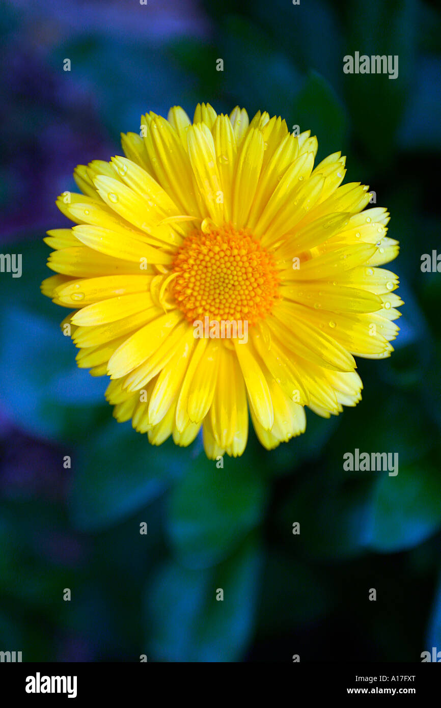 A Daisy, bright blossoming flower Stock Photo - Alamy