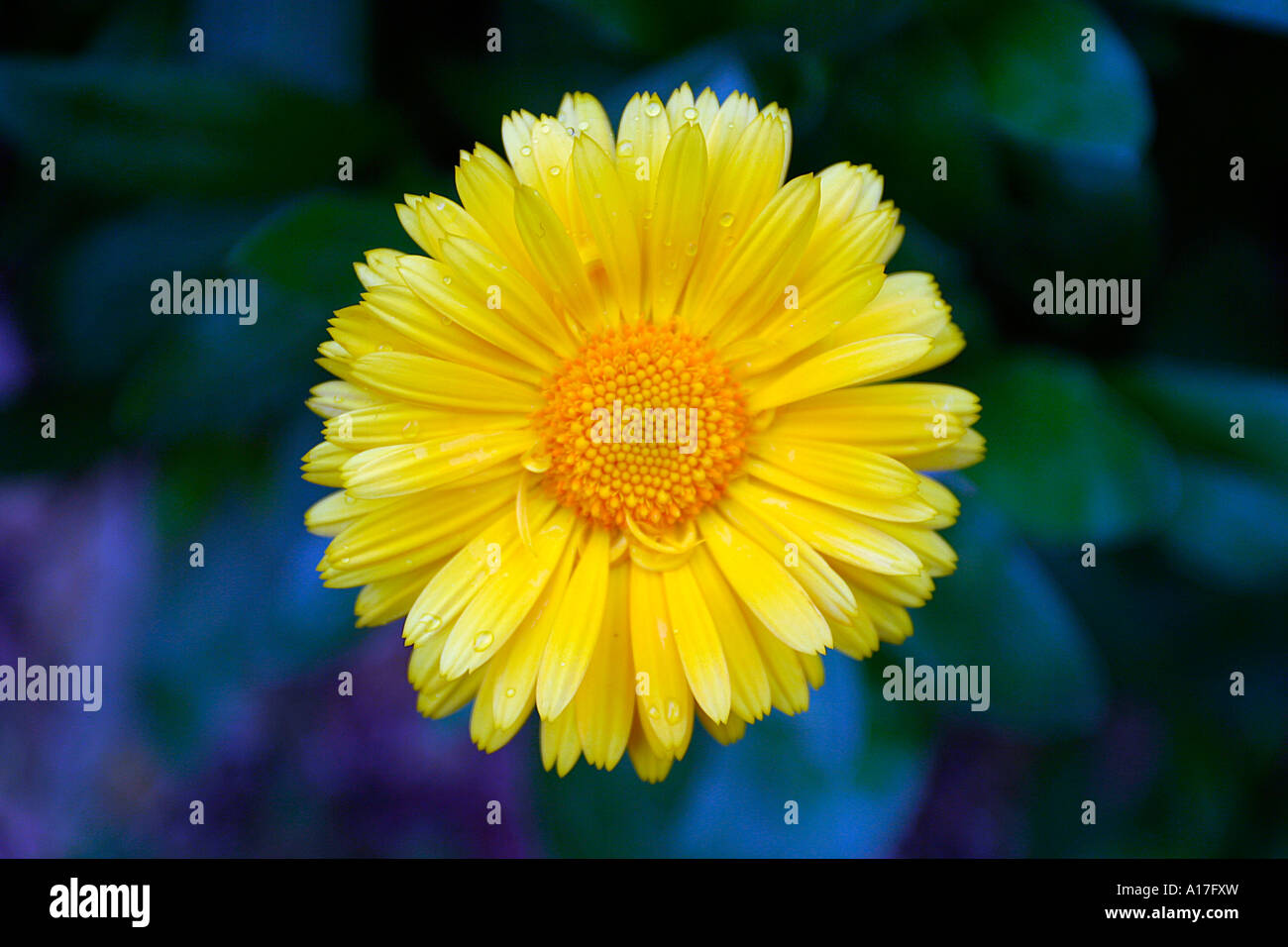 A Daisy, bright blossoming flower Stock Photo - Alamy