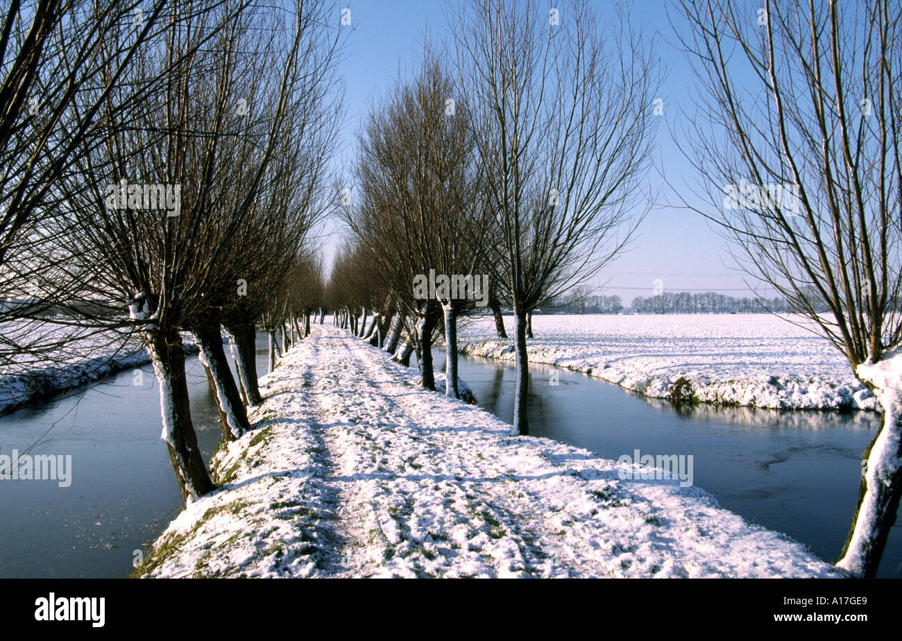 Double row of pollard willows along a snow covered path, Holland Stock ...