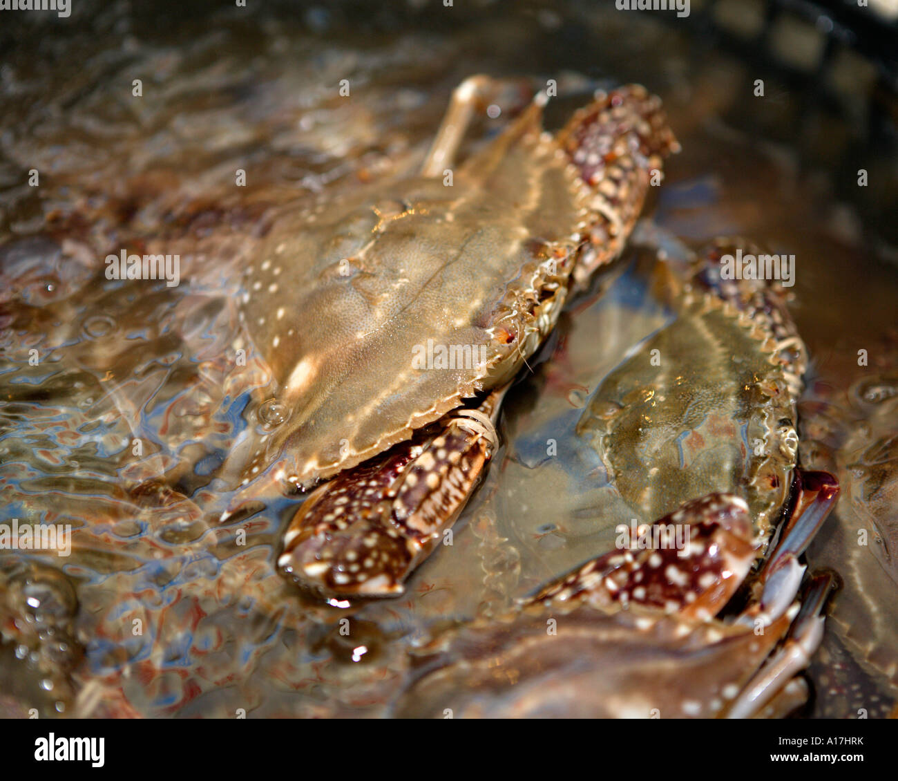 Fish Market, Qizha Jie, Ningbo, China Stock Photo - Alamy