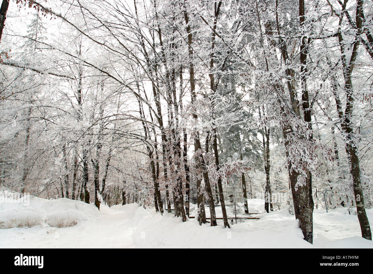 Frozen trees, Lake Bled, Slovenia Stock Photo - Alamy