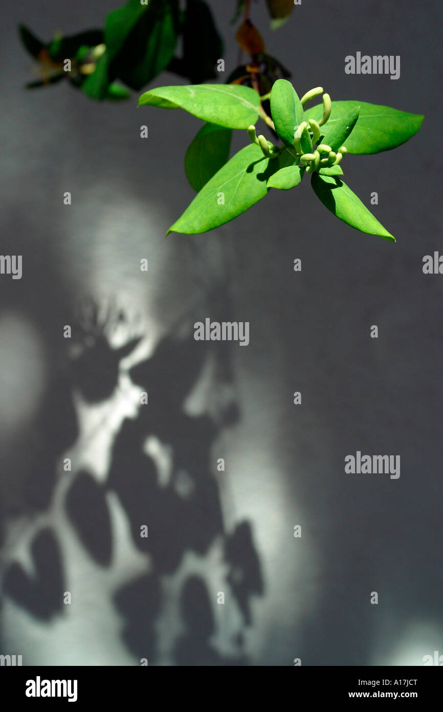 A green plant casting a shadow Stock Photo - Alamy