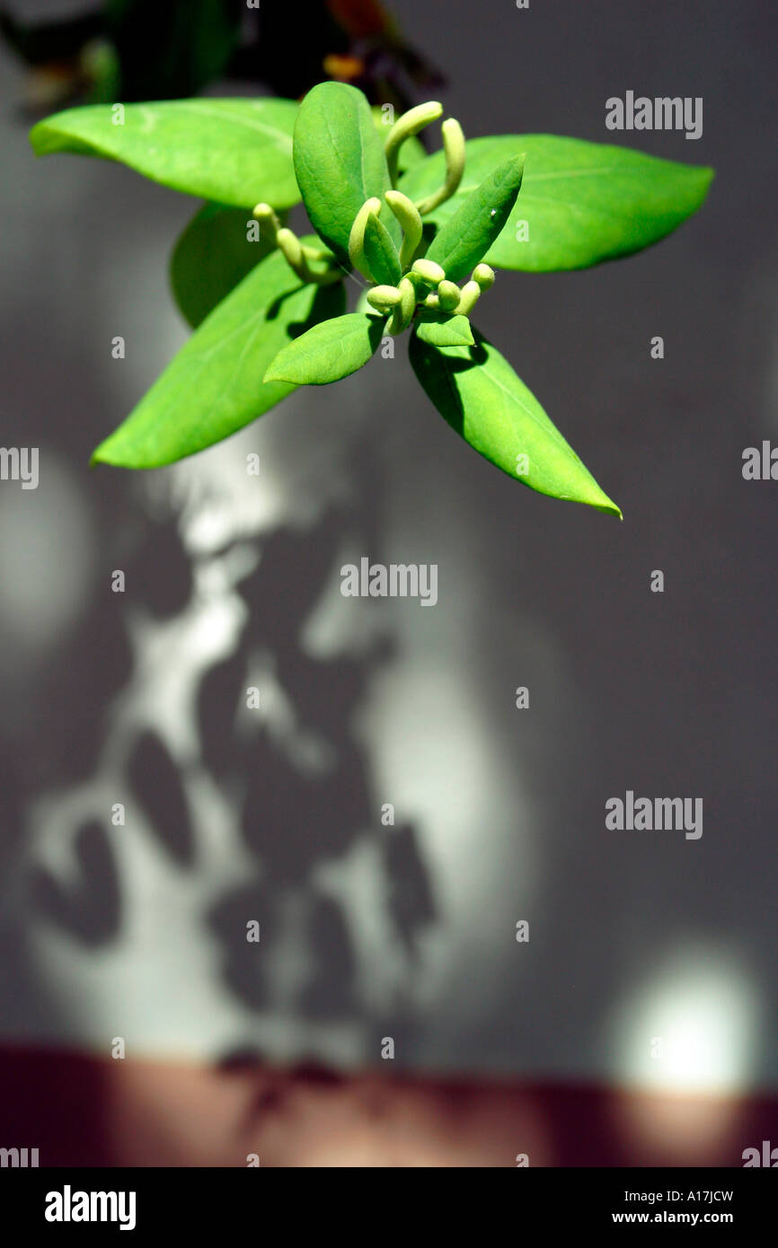 A green plant casting a shadow Stock Photo - Alamy