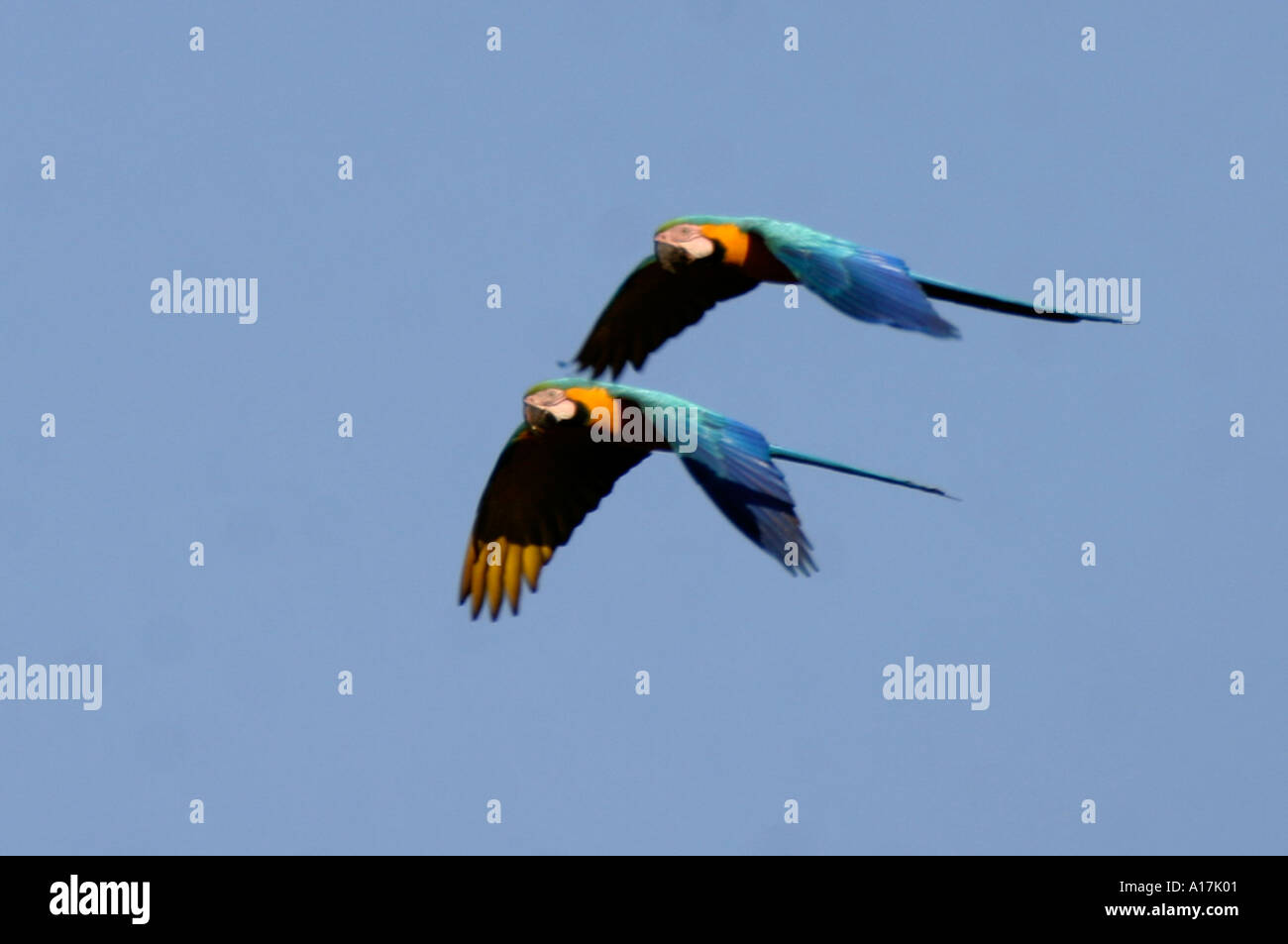 BT-124D FLYING BLUE AND YELLOW MACAWS Stock Photo - Alamy