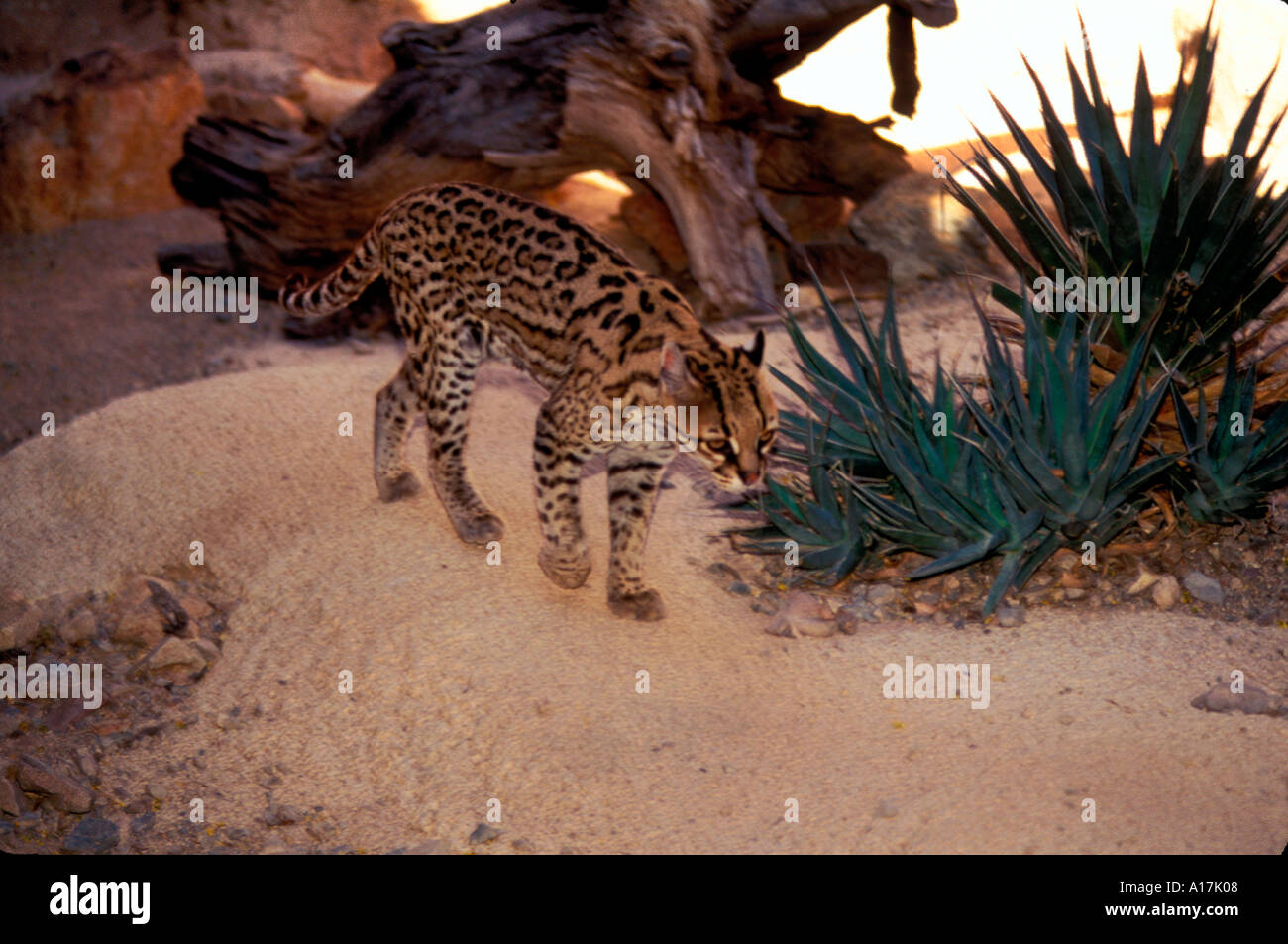 Ocelot felis pardalis endangered species hi-res stock photography and ...