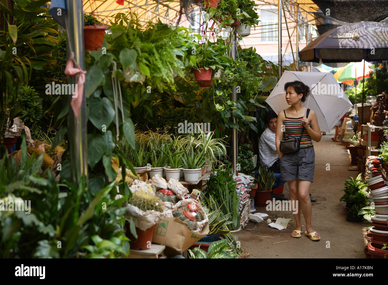 Bird and Insect Market, Shanghai, China Stock Photo - Alamy