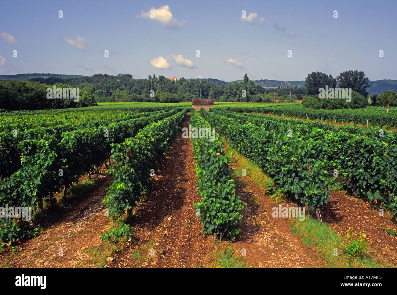 france vineyards parnac near cahors lot valley midi pyrenees region lot ...