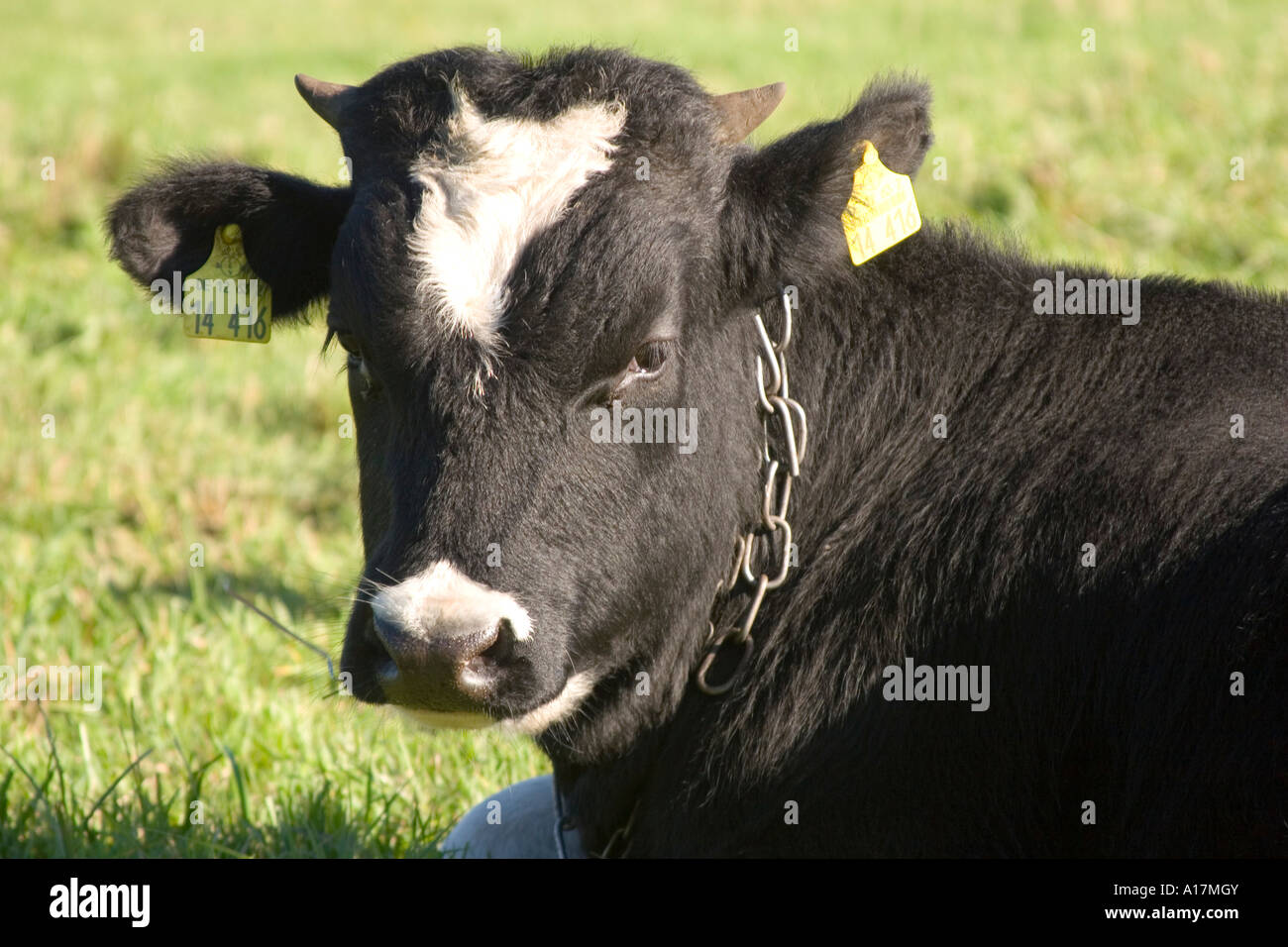 portrait of a bull Stock Photo - Alamy