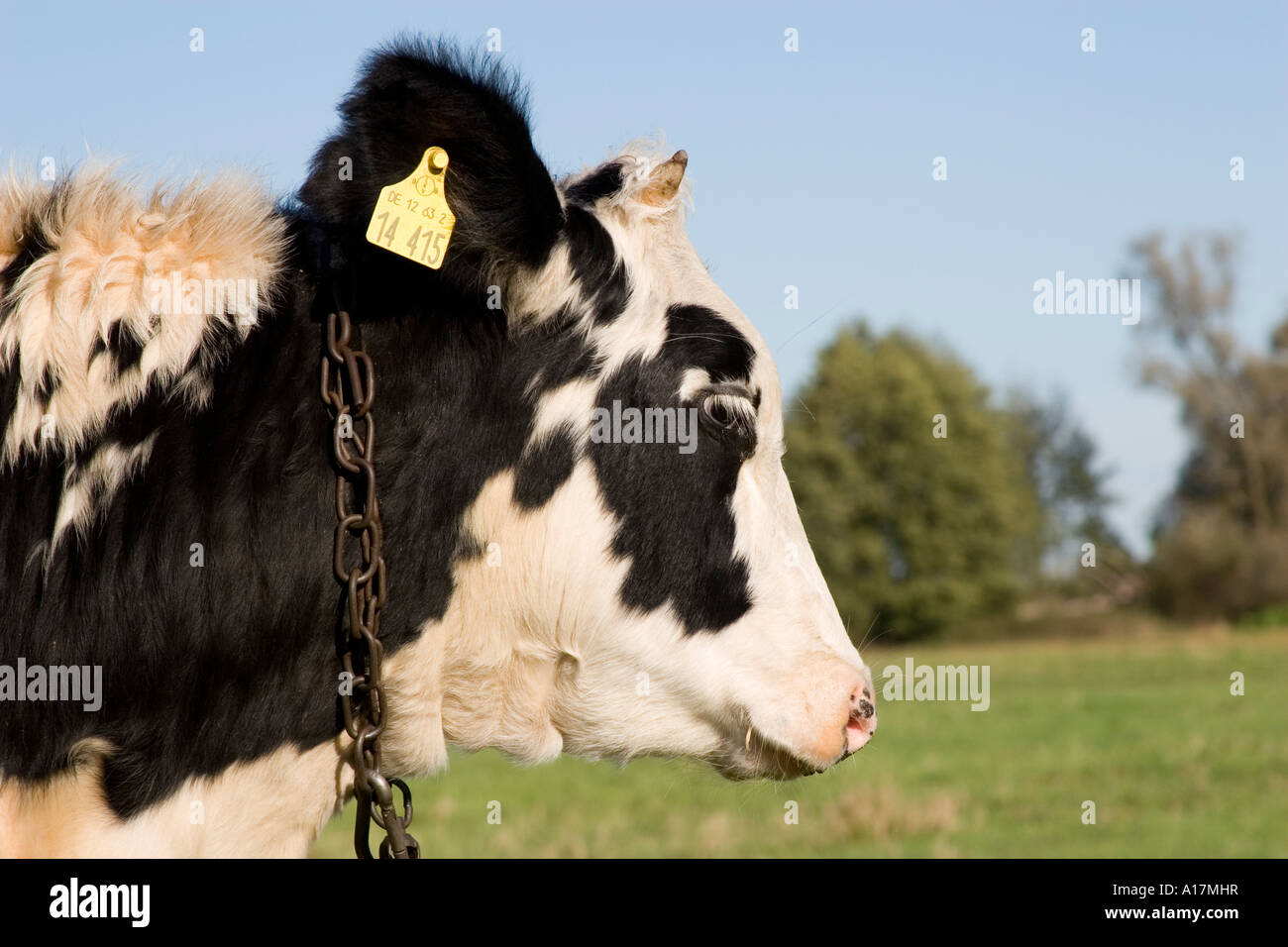 portrait of bull Stock Photo - Alamy