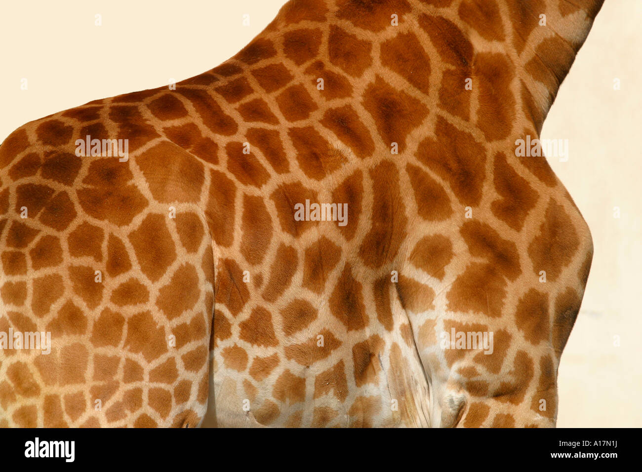 The pattern of a giraffe Stock Photo - Alamy