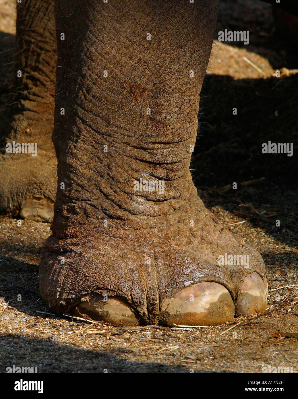 Parts of elephant foot hi-res stock photography and images - Alamy