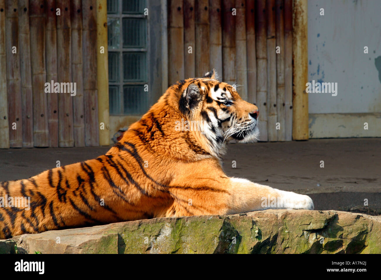 A beautiful Tiger relaxing Stock Photo - Alamy