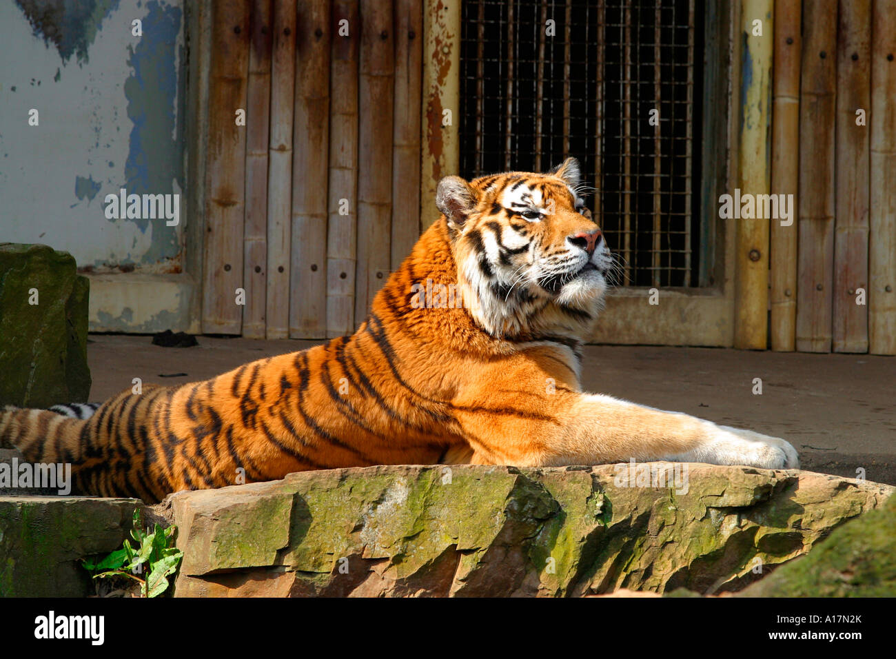 A beautiful Tiger relaxing Stock Photo - Alamy