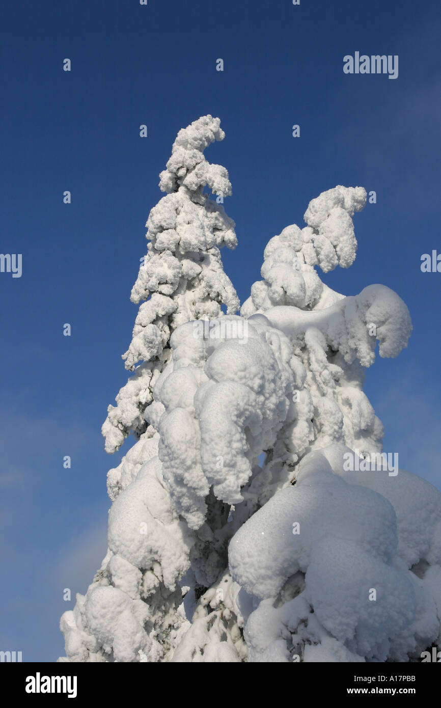 Snow covered forest in sotkamo finland hi-res stock photography and ...