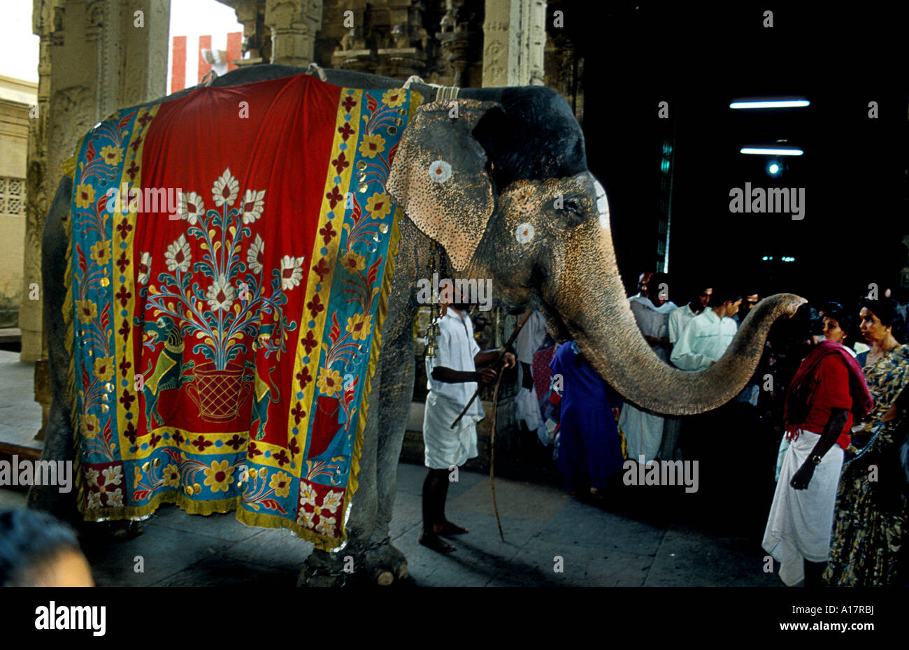 A colorful Elephant gives his blessing to a hindu woman inside ...
