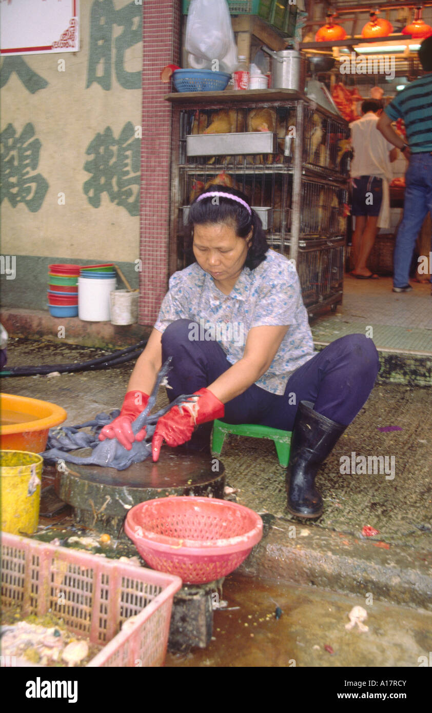 Poultry being Slaughtered and Prepared for Sale on Hong Kong Pavement ...