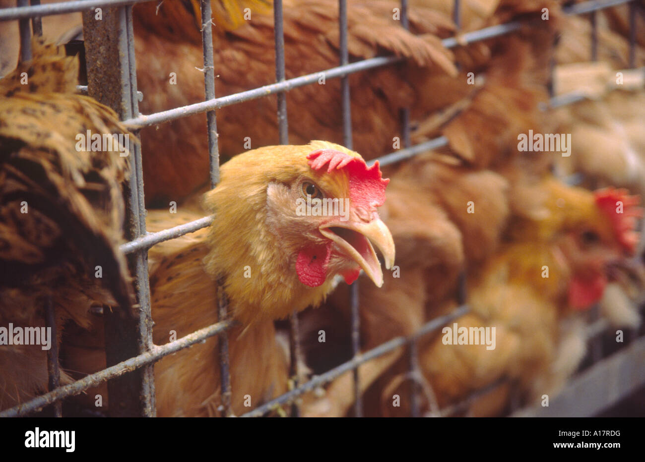 Caged Chickens in Hong Kong Market Stock Photo - Alamy