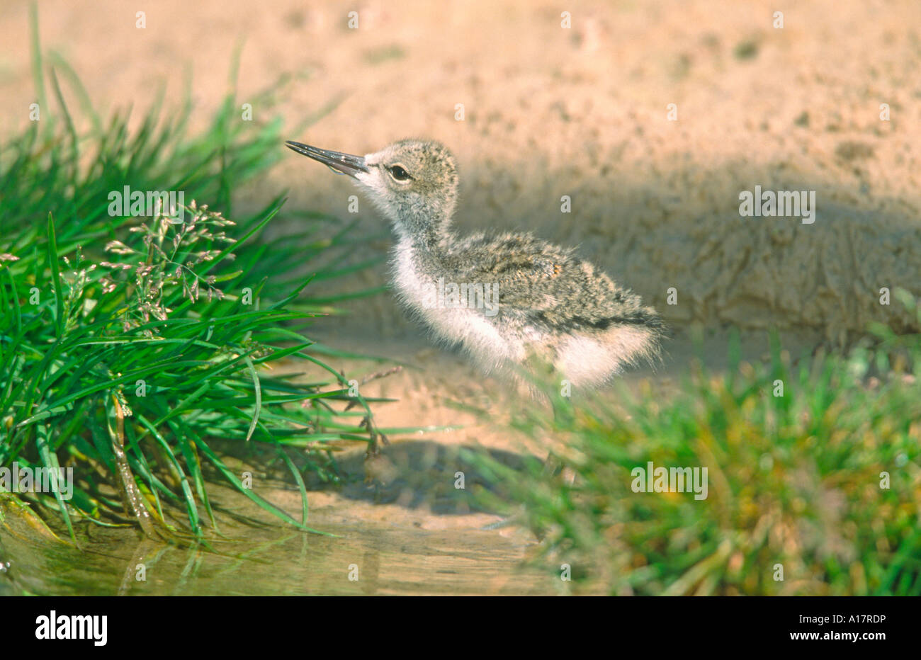 Black winged stilt chick hi-res stock photography and images - Alamy