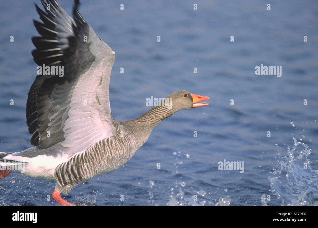 Greylag Goose Taking Flight "Anser anser" Hickling Broad UK Norfolk ...