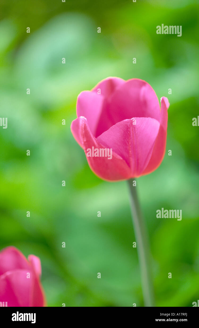 Two tulip flowers hi-res stock photography and images - Alamy