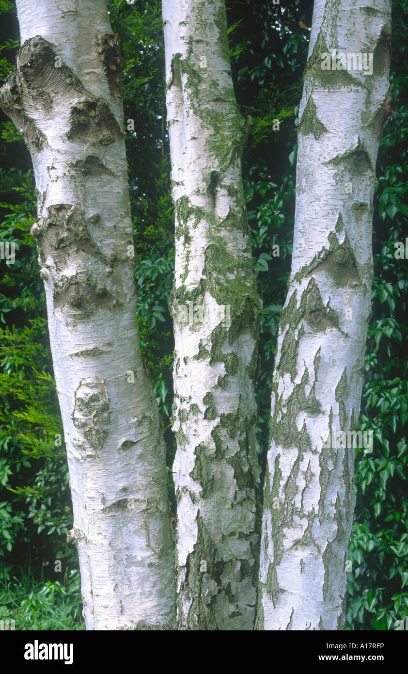 Silver Birch Trunks Showing Bark Pattern Stock Photo - Alamy