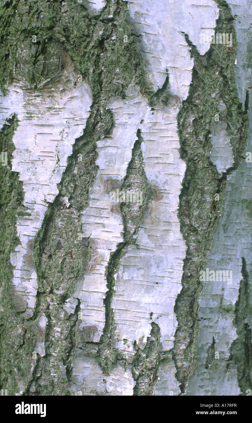 Silver Birch Trunk Showing Bark Pattern Stock Photo - Alamy