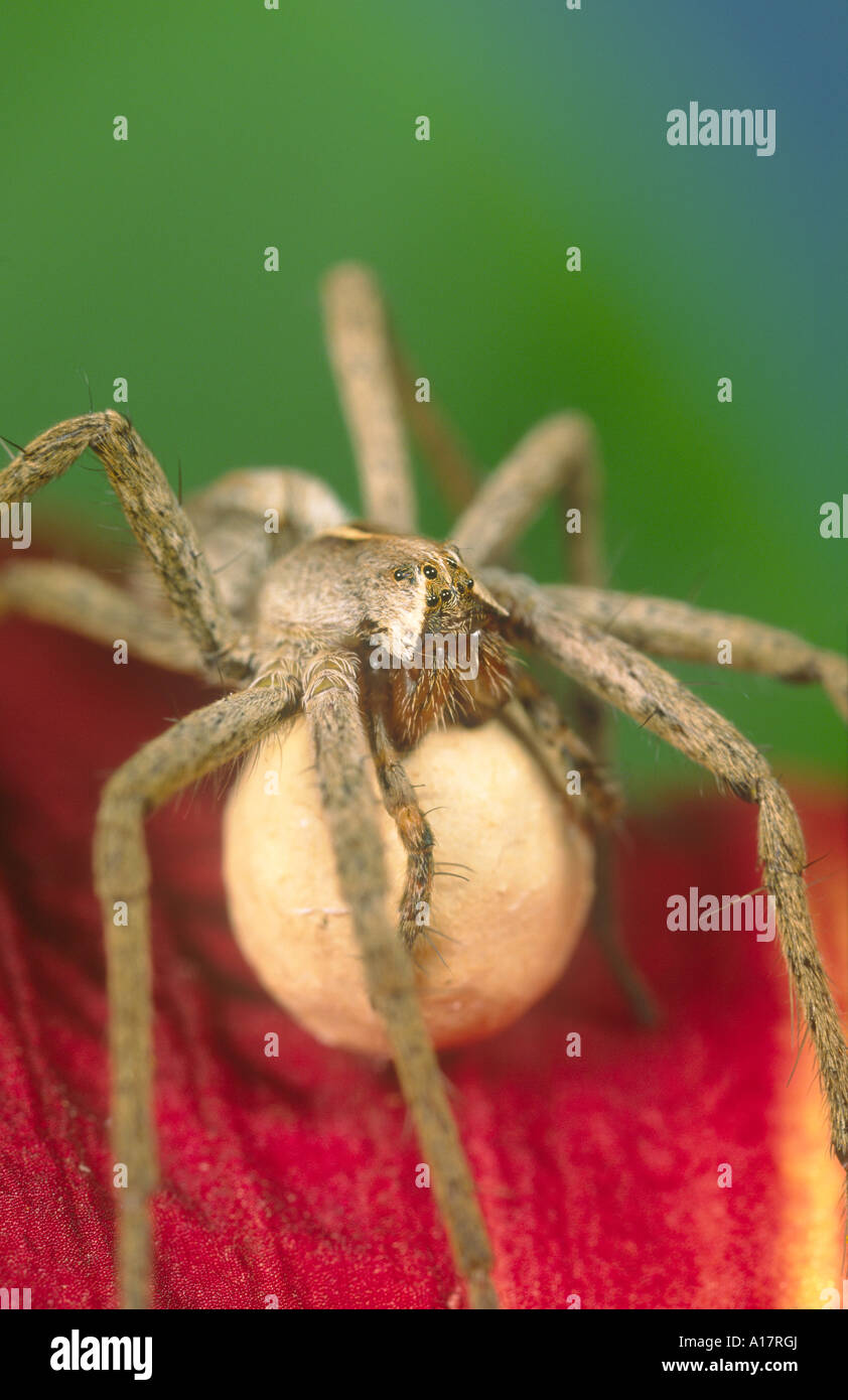 Female Nursery Web Spider Carrying Egg Sac in Jaws Stock Photo - Alamy