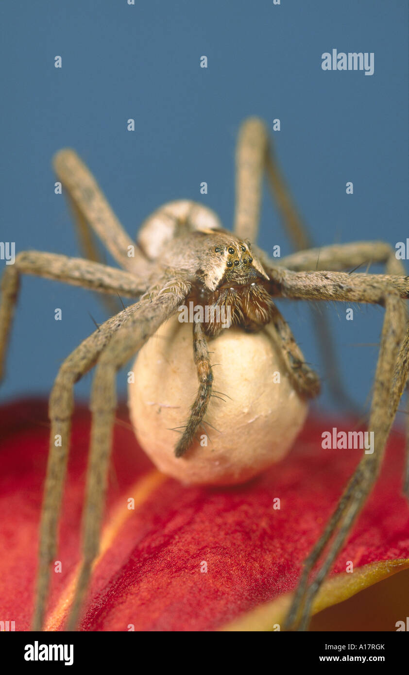 Female Nursery Web Spider Carrying Egg Sac in Jaws Stock Photo - Alamy