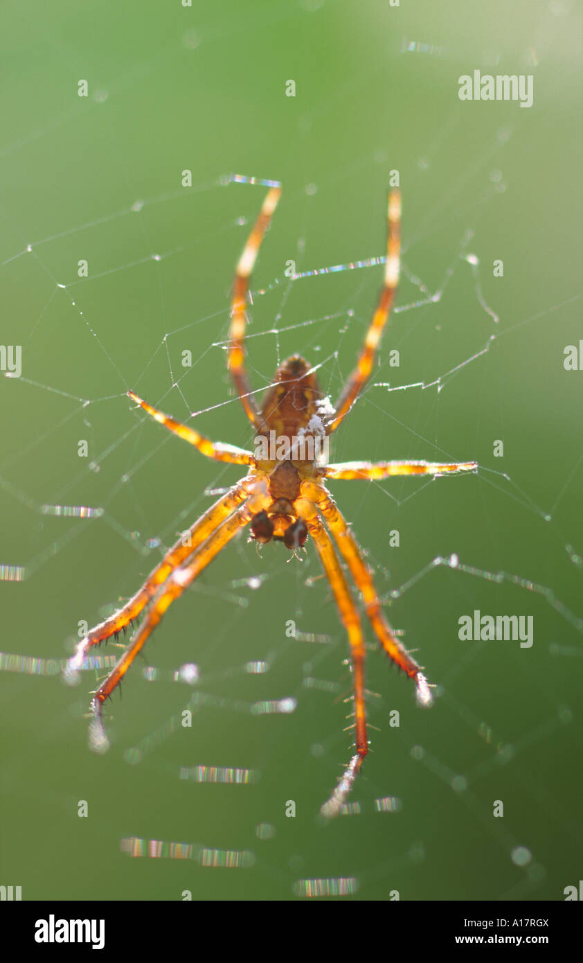 Male Garden Spider in a Web Stock Photo - Alamy