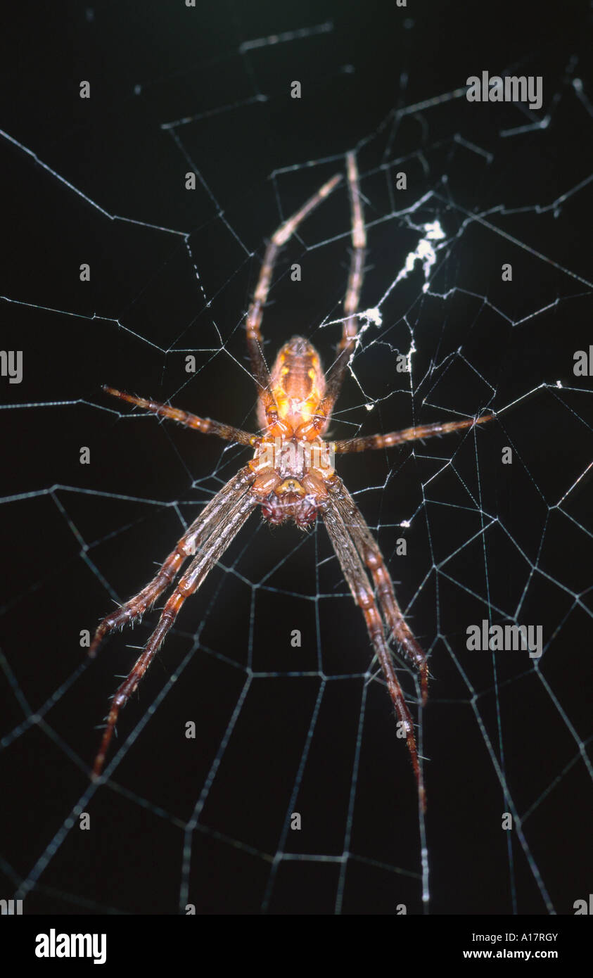 Male Garden Spider in a Web Stock Photo - Alamy