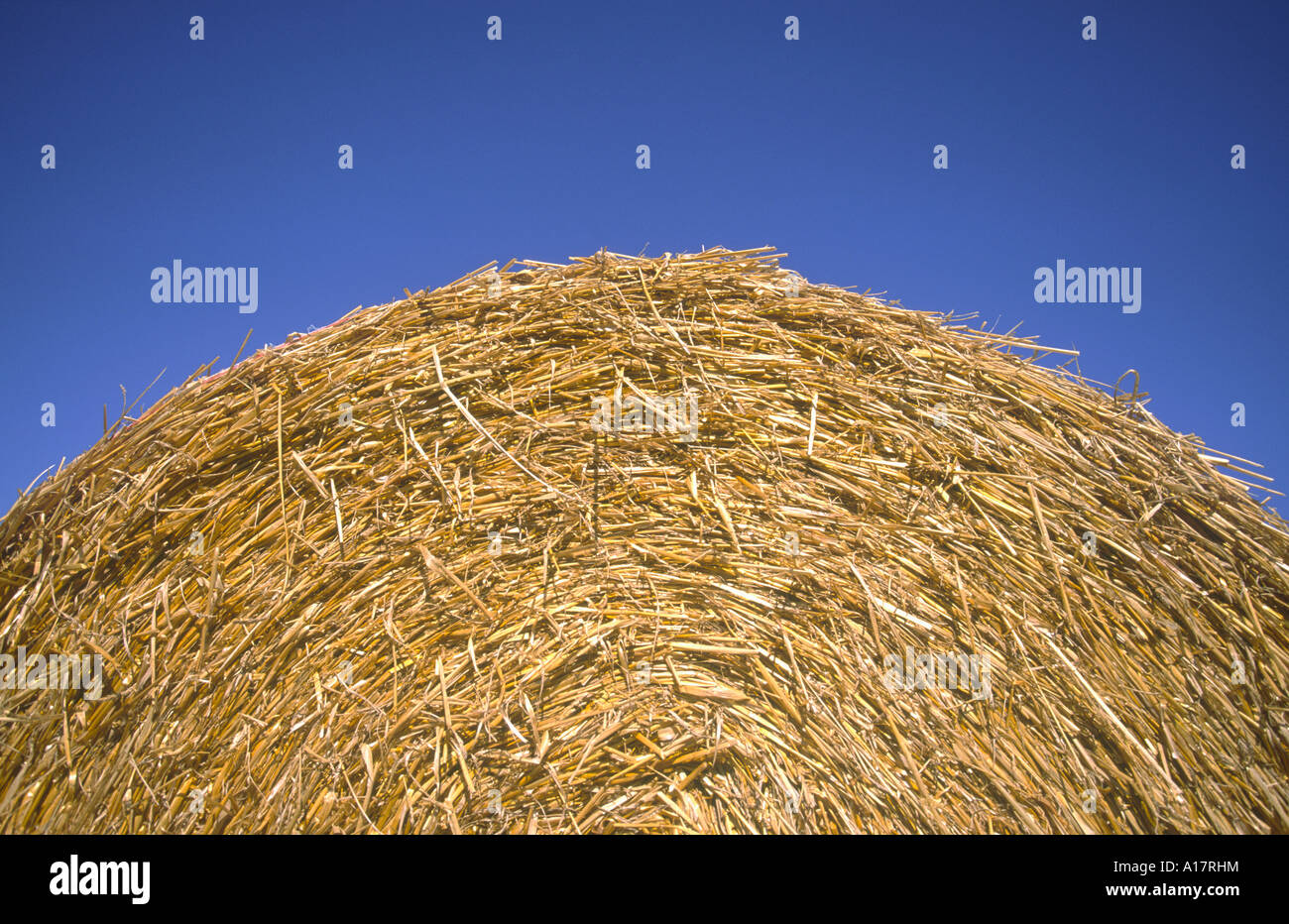 Close up of Single Circular Straw Bale UK Norfolk Stock Photo - Alamy