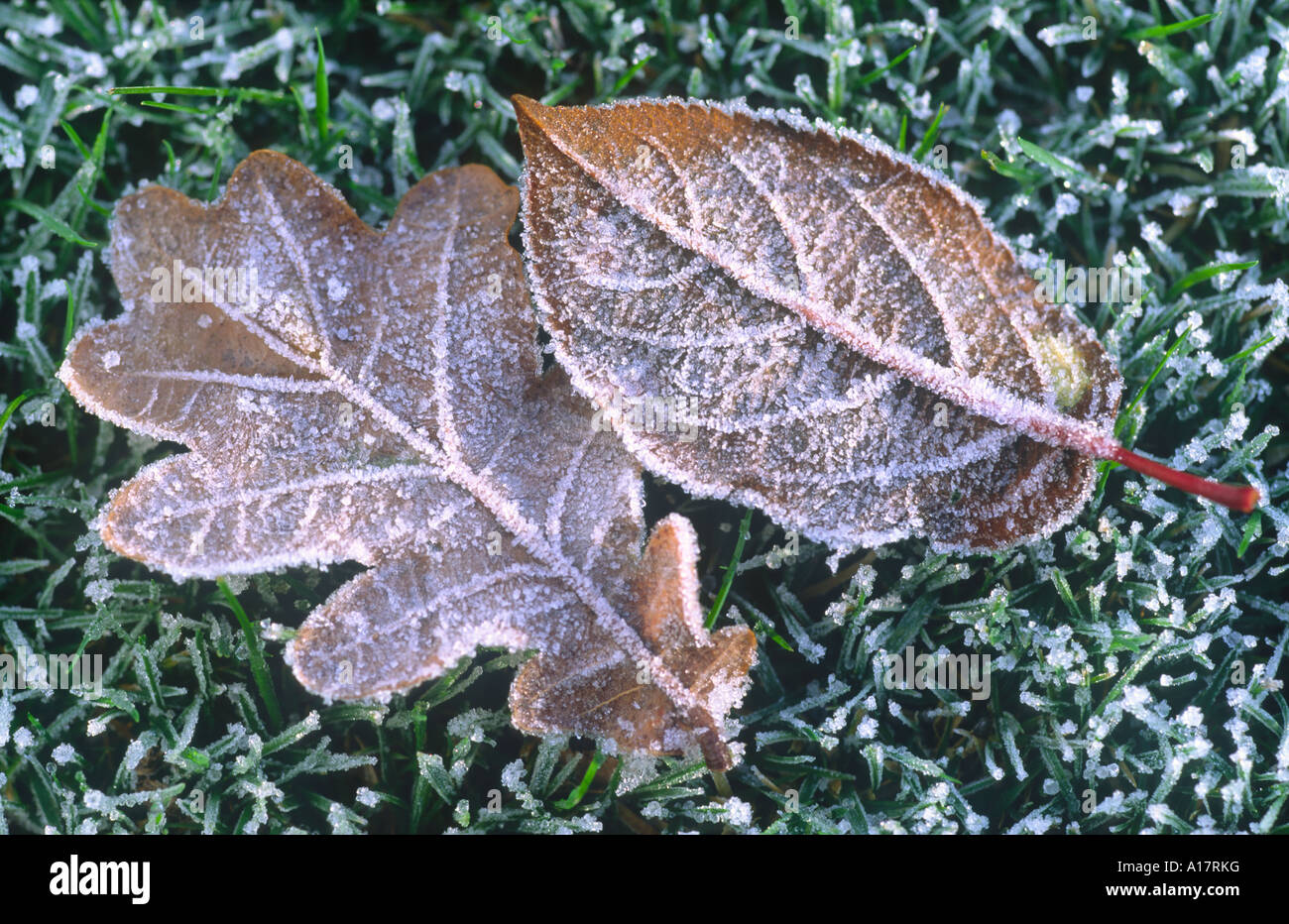 Two Frosted Leaves on Lawn UK Stock Photo - Alamy