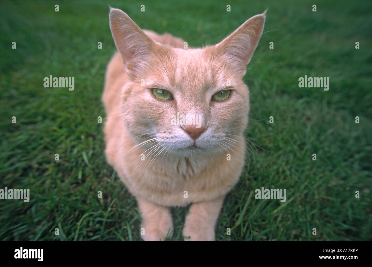 Pale Ginger Cat Lying on Grass Stock Photo - Alamy