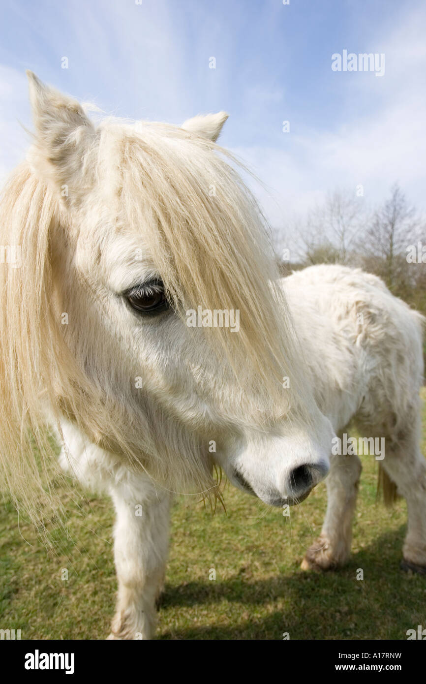 White Pony in Field UK Suffolk Stock Photo - Alamy