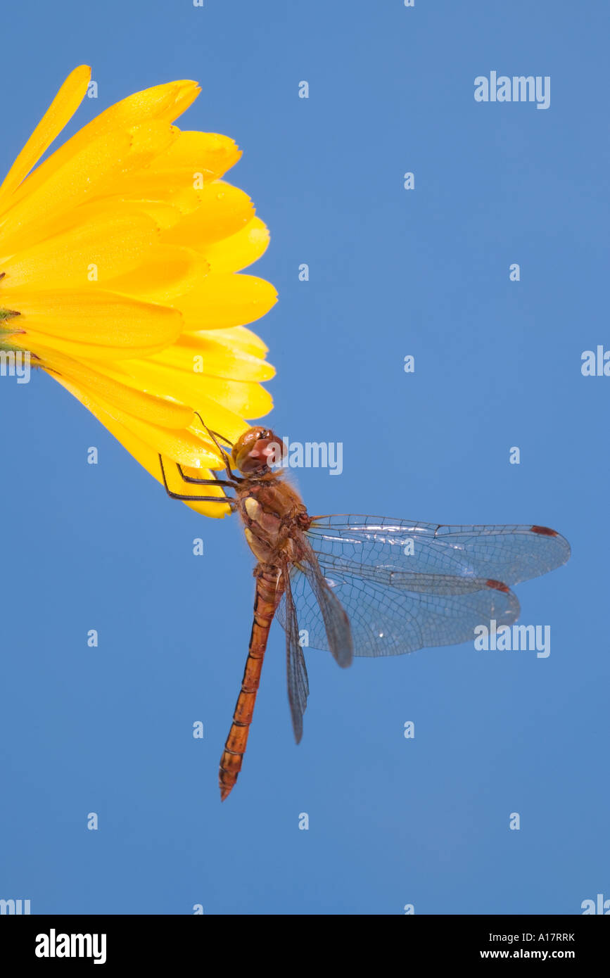 Dragonfly wings movement hi-res stock photography and images - Alamy