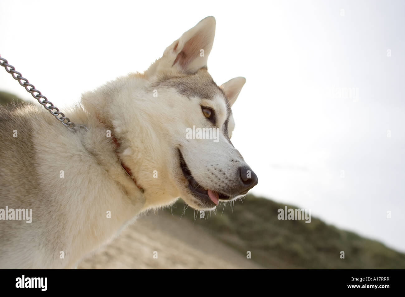 Siberian Husky Dog on Beach UK Norfolk Stock Photo - Alamy