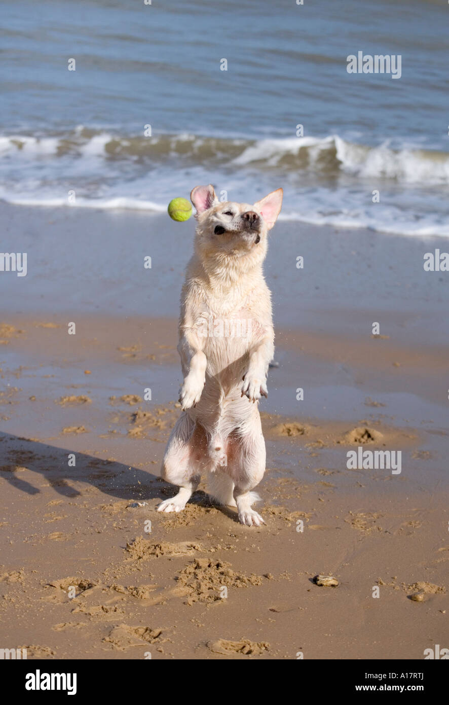 Labrador Dog on Beach Jumping to Catch Ball Stock Photo - Alamy
