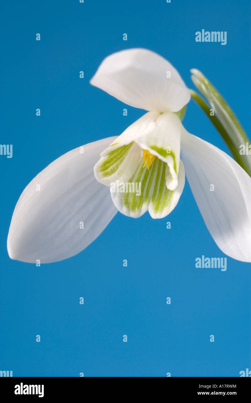 Single Snowdrop Flower Stock Photo - Alamy