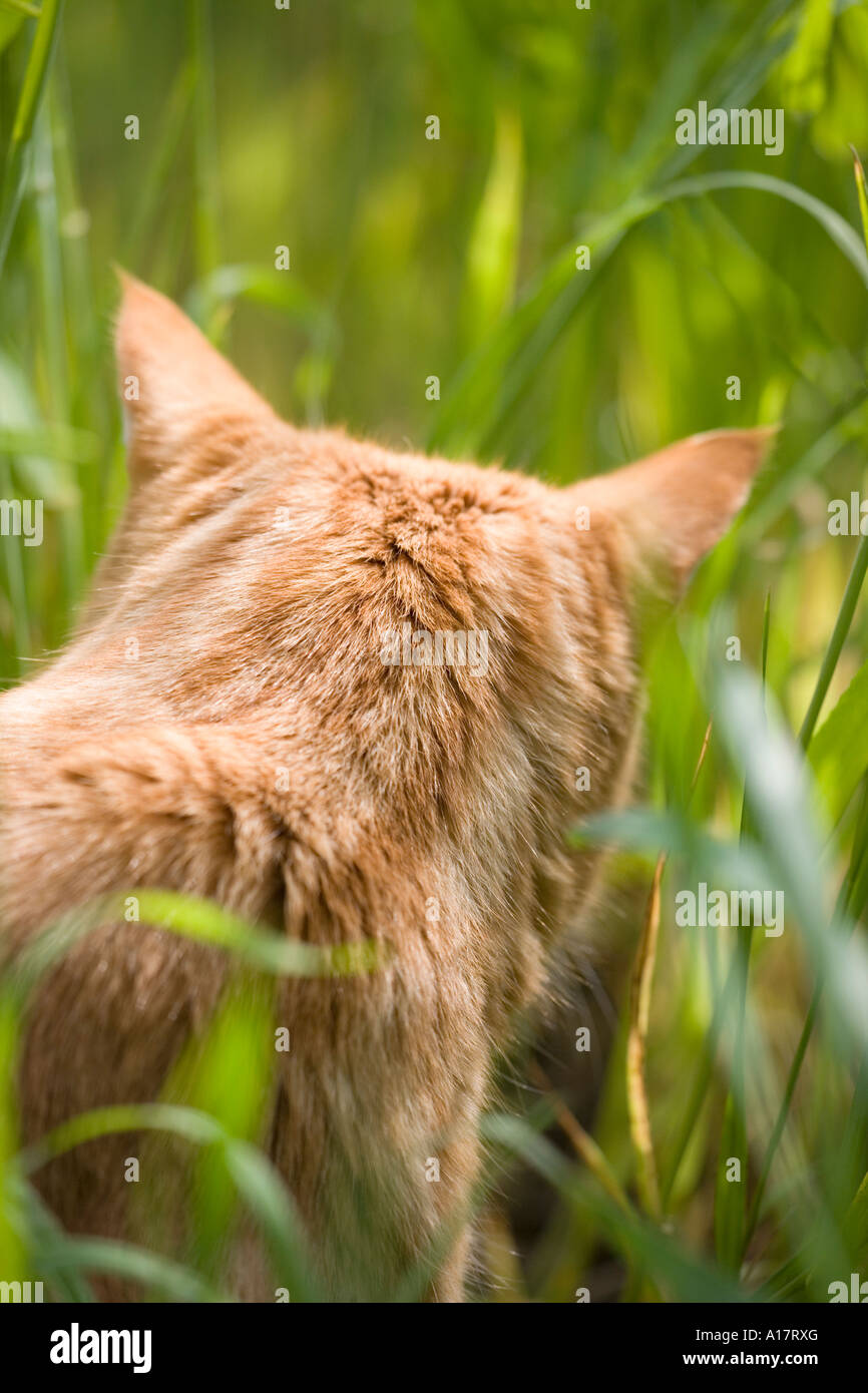 Ginger Cat Hunting in Cereal Field Stock Photo - Alamy