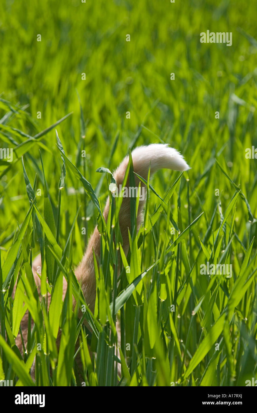 Mammal with long tail hi-res stock photography and images - Alamy